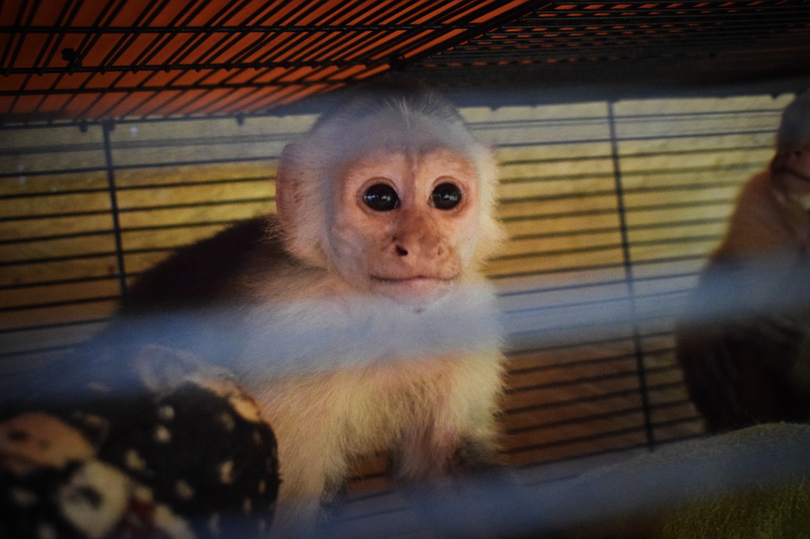 Cortolima reubicó seis animales de fauna silvestre en el departamento ...